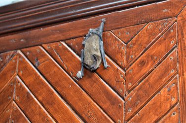 How Did Bats Get Inside My Home? | Critter Control Of Orlando