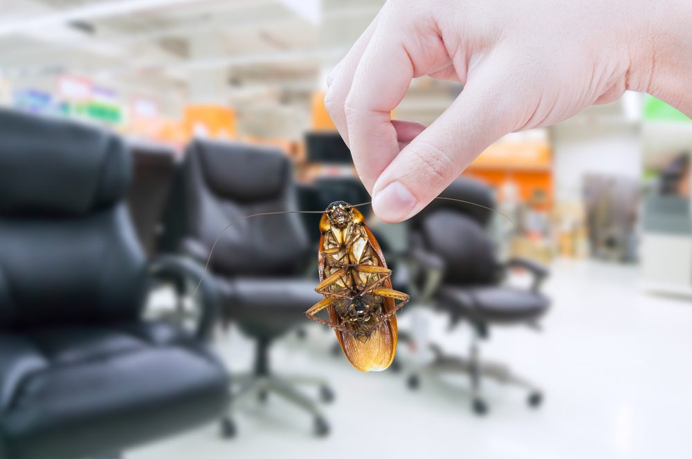 5 Ways To Keep Your Office Pest-Free