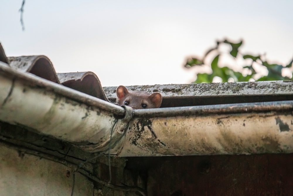 How Does Gutter Protection Help With Pest Prevention?